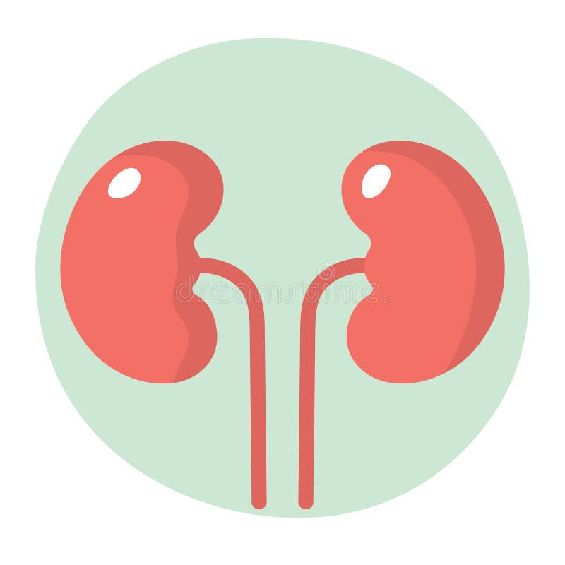 Red Kidney Icon on Round Green Background Isolated Flat Style Design Stock Illustration ...