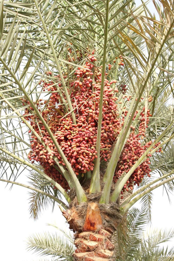 Red Kimri Dates Bunch Stock Photos - Free & Royalty-Free Stock Photos ...