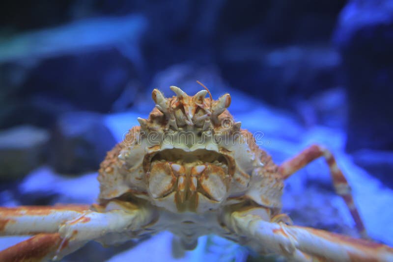 An Red King Crabs, Alaskan King Crab Stock Image - Image of animal ...
