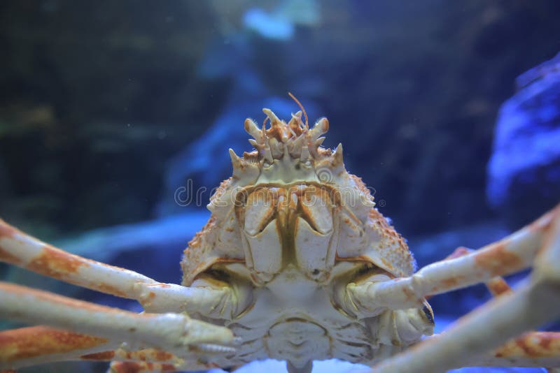An Red King Crabs, Alaskan King Crab Stock Image - Image of alive ...