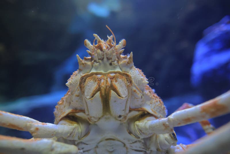 An Red King Crabs, Alaskan King Crab Stock Photo - Image of animal ...