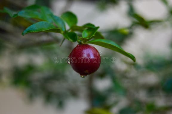 Red kingkit fruit stock photo. Image of kingkit, fruit - 217100052