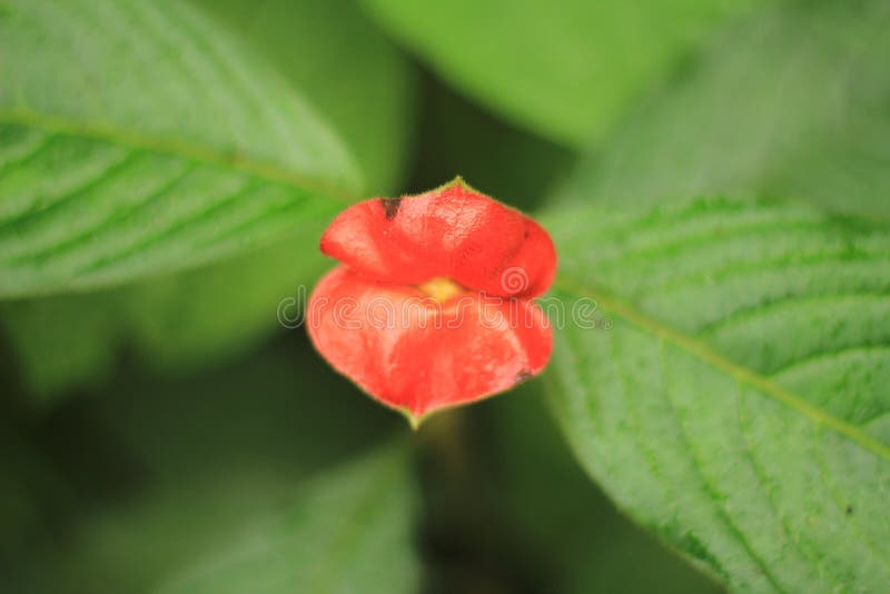 Red kiss flower stock image. Image of flower, lips, landscape - 46189607