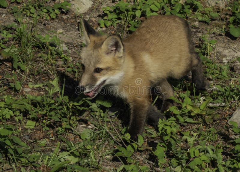 Red Kit Fox Exploring His Environment Stock Photo - Image of outdoors ...
