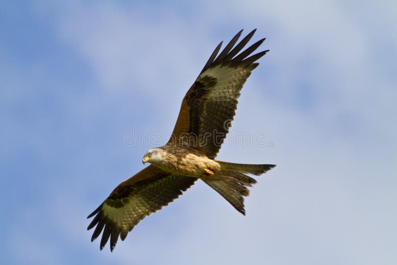 Red Kite Hunting stock photo. Image of bird, kite, hunting - 5025184