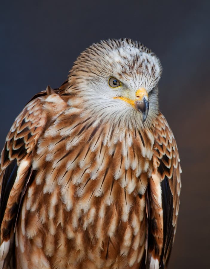 13+ Red kite birds Free Stock Photos - StockFreeImages