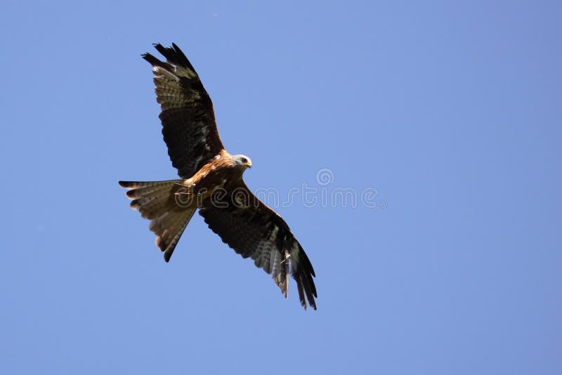 Red Kite Hunting stock photo. Image of bird, kite, hunting - 5025184