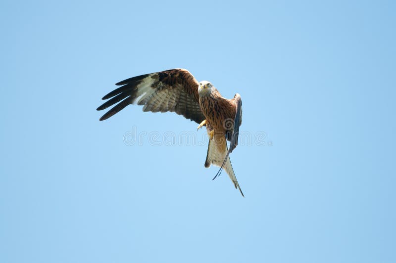 Red Kite stock photo. Image of kite, swoop, prey, horizontal - 20841352