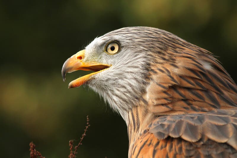 Red Kite stock image. Image of eyes, organism, feather - 22935495