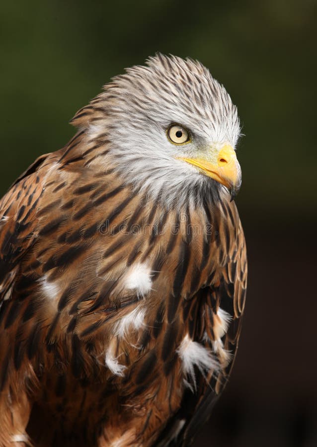Red Kite stock image. Image of milvus, hunter, brown - 26841097