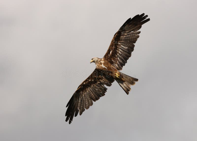 Red Kite Hunting stock photo. Image of bird, kite, hunting - 5025184