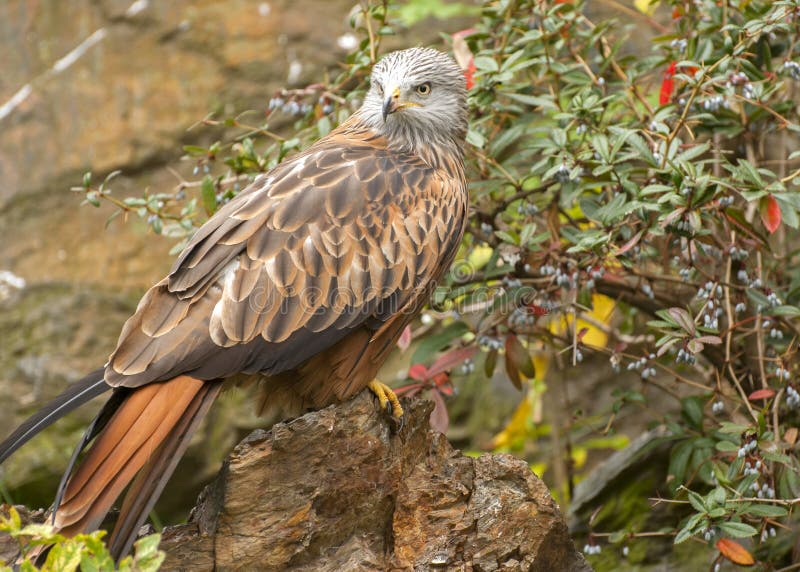 Baby Chickens stock image. Image of fluffy, week, young - 19791491