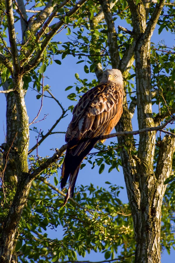 Red kite stock photo. Image of kite, perched, piercing - 250024584