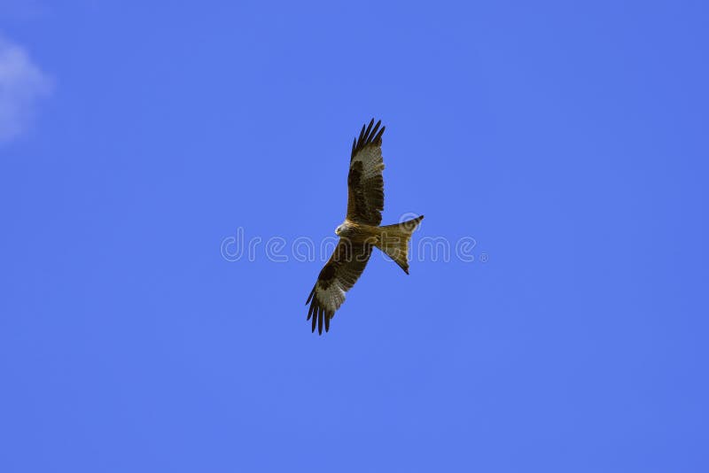 Red Kite bird in flight stock photo. Image of flight - 27240132