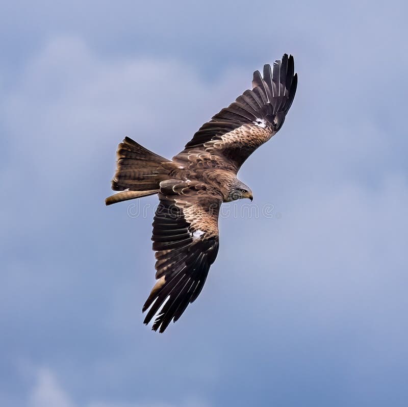 Red Kite Bird Flying from Left To Right Stock Image - Image of predator ...