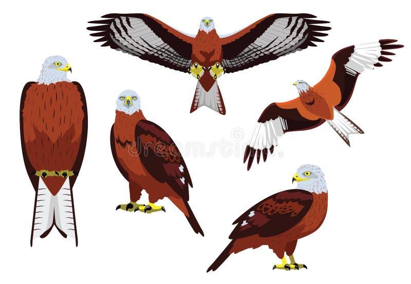 Red Kite Bird of Prey Hawk Poses Flying Vector Illustration Stock ...