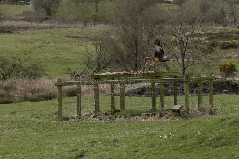 Red Kite Bird of Prey Swoops on Meat Stock Photo - Image of predator ...