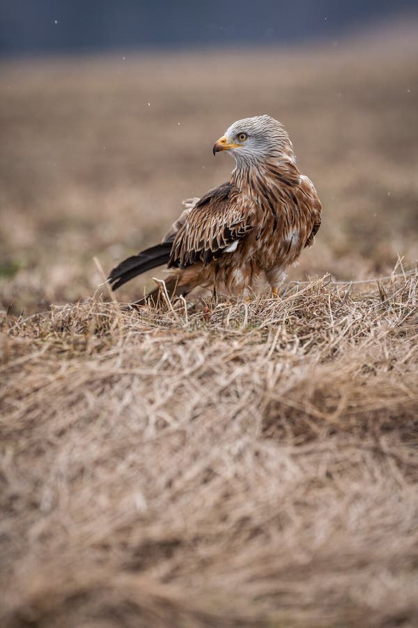 Red kite bird stock photo. Image of portrait, head, beak - 97359486