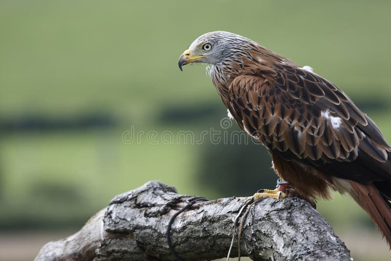 Red Kite stock photo. Image of plumage, animal, nature - 138627366