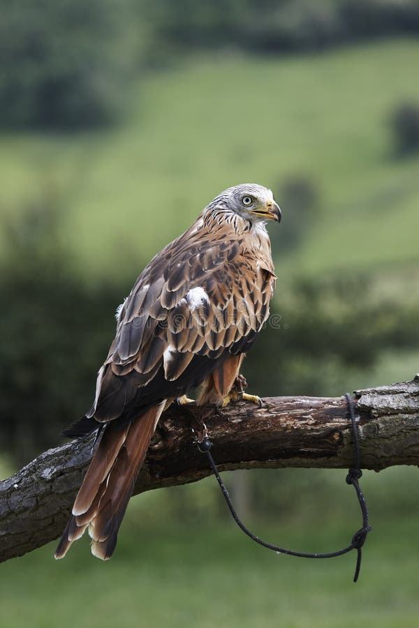 Young Red Kite Milvus Milvus Stock Photos - Free & Royalty-Free Stock ...