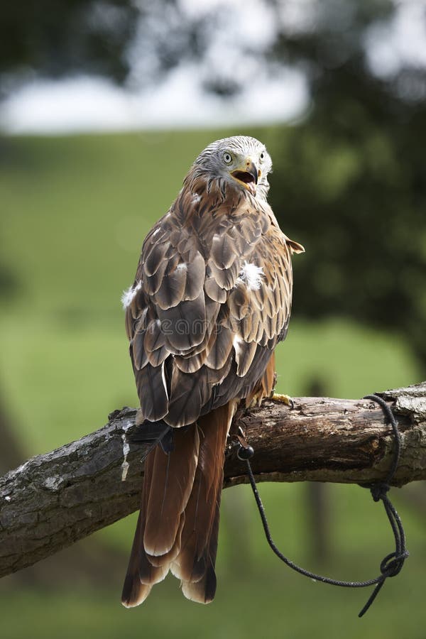 Young Red Kite Milvus Milvus Stock Photos - Free & Royalty-Free Stock ...
