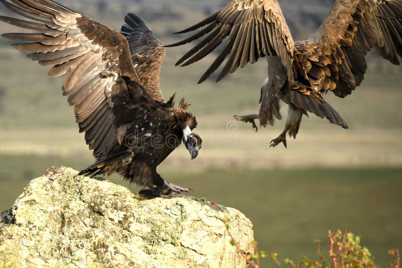 Red Kite in the Field in Autumn Stock Photo - Image of carrion, fields ...