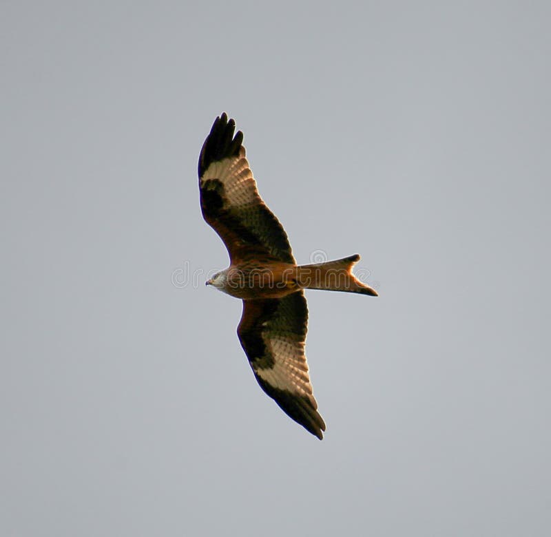 Red kite in flight stock photo. Image of nature, bird - 369247486