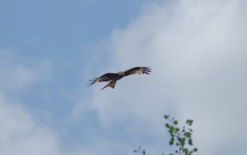 Red Kite in Flight in Jena at Summer Stock Photo - Image of kite ...