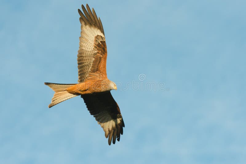 Red Kite (Milvus milvus) stock image. Image of ornithology - 14705347