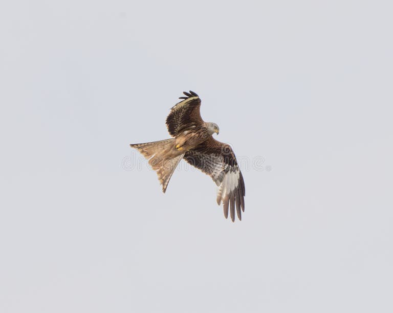 Red Kite Flying stock image. Image of talon, wings, glide - 388884681