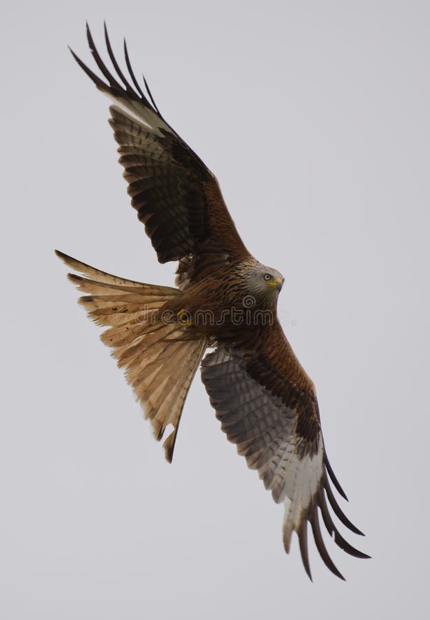 Red Kite Flying stock photo. Image of black, feather - 250489894