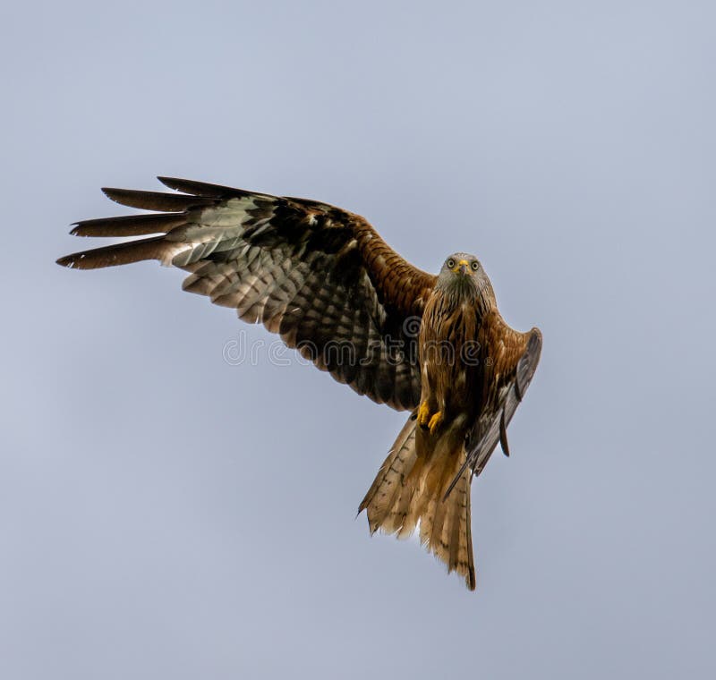 Red Kite Flying High during the Daytime Stock Photo - Image of brown ...