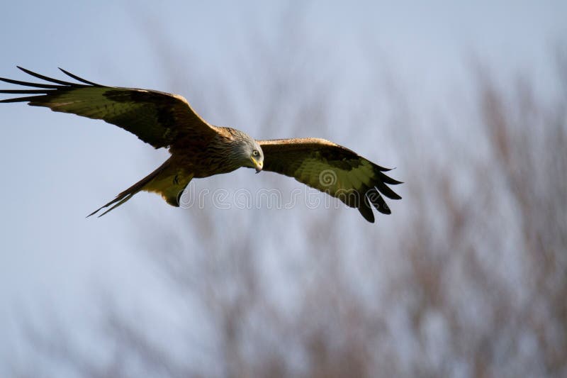 Red Kite Flying in North East England Stock Image - Image of england ...