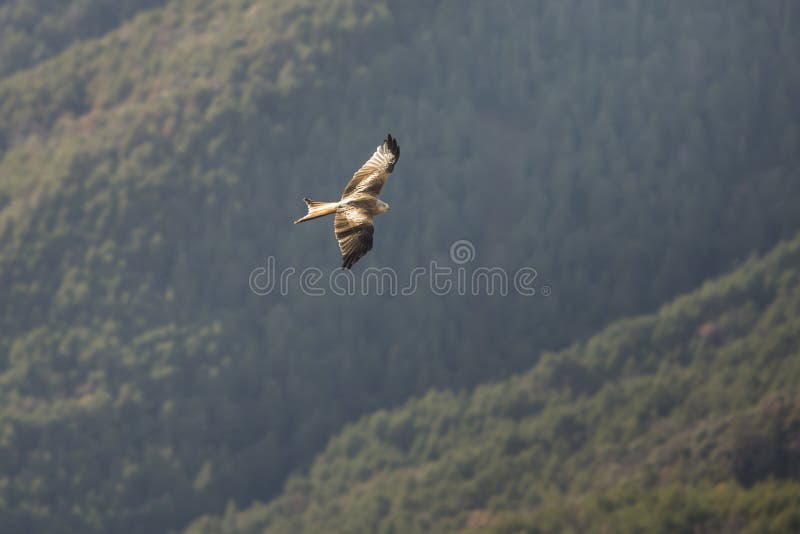 Red Kite Flying Over the Forest Stock Photo - Image of magnificent ...
