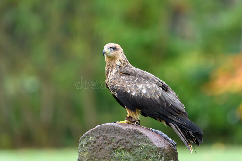 Red Kite isolated stock image. Image of animal, freedom - 130801313