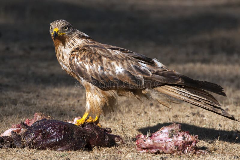 Red Kite, Milvus Milvus, Eating Carrion Stock Photo - Image of ...