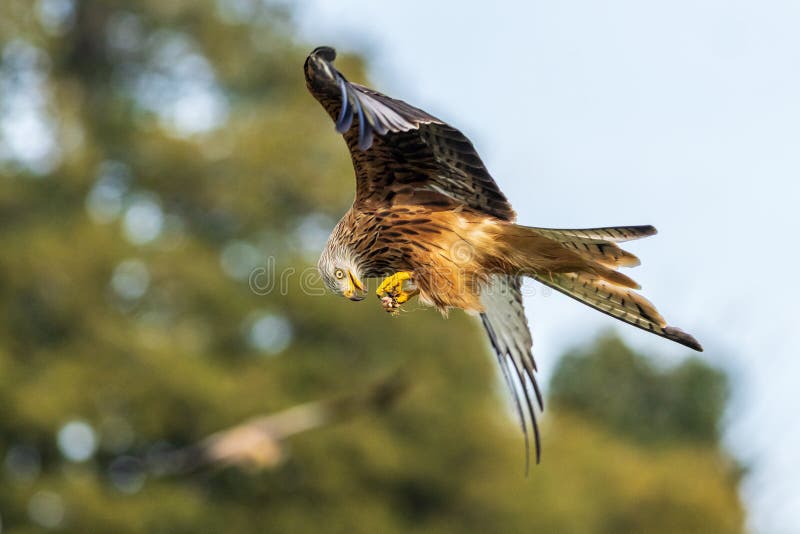 Red Kite Milvus milvus stock image. Image of feathers - 242892443
