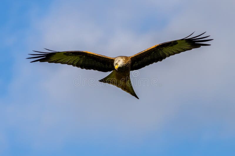 Red Kite Milvus milvus stock image. Image of migration - 258685023