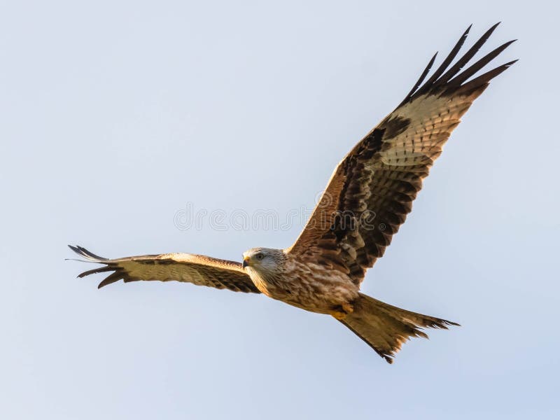 Red Kite (Milvus Milvus) in Flight Stock Photo - Image of creature ...
