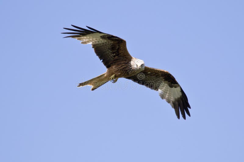 Red Kite (Milvus Milvus) in Flight Staring Stock Image - Image of prey ...