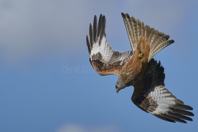 Red Kite in Flight in Wales Stock Image - Image of glide, talon: 219199965