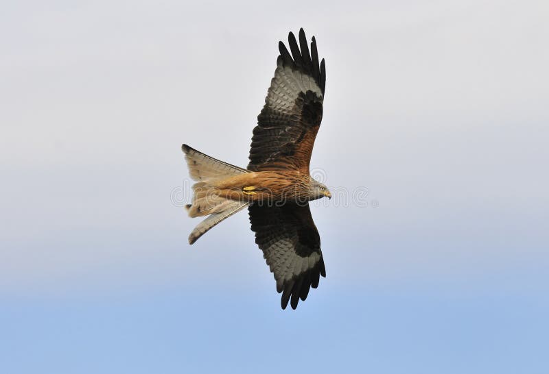 Red Kite - Milvus milvus stock image. Image of powys - 14284033