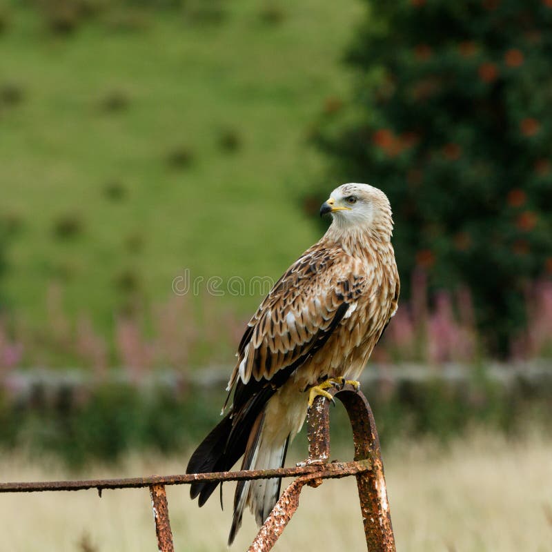 Red Kite stock image. Image of bird, animals, perched - 64663193