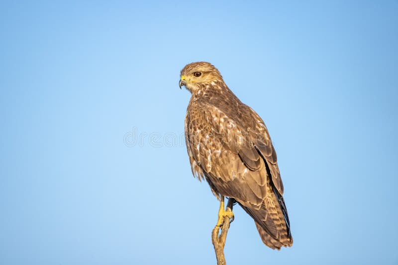 Red Kite Milvus Milvus Perched. it is a Medium-large Bird of Prey in ...
