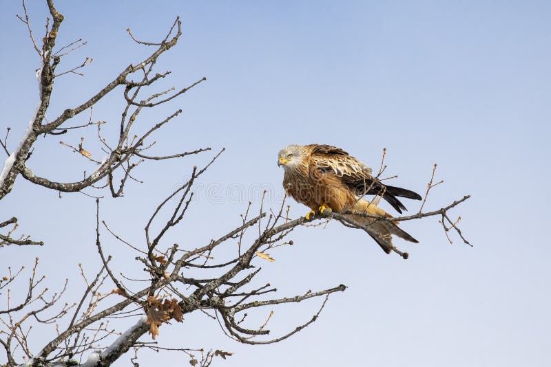 Red Kite Milvus Milvus Perched on Top of an Oak. Lion Stock Photo ...