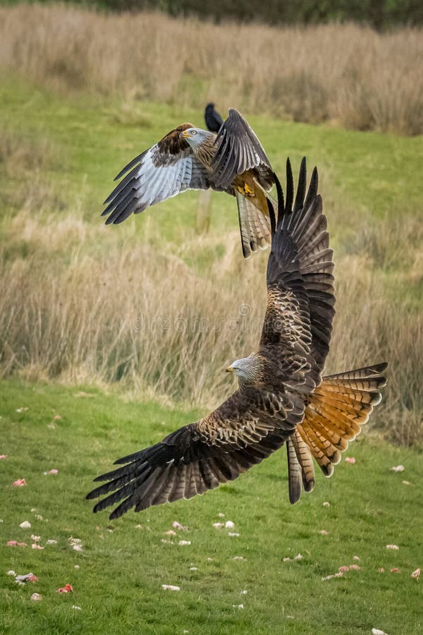 Red Kite (Milvus milvus stock image. Image of falconry - 335501953