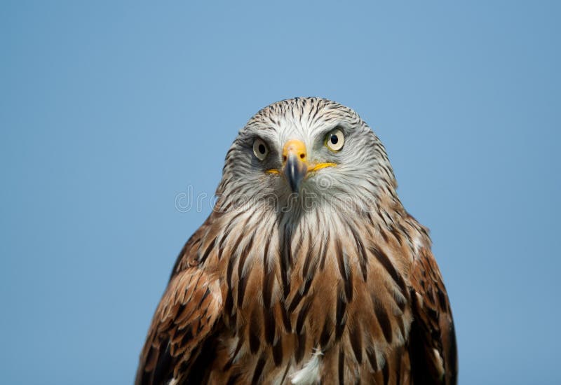 Red kite stock photo. Image of feathers, kites, raptor - 34838970