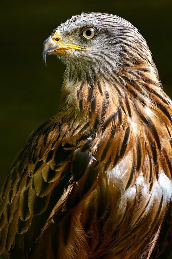 Red Kite in Profile Against a Shadowy Backdrop, Its Wings Outstretched ...