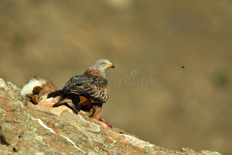 Red Kite with a Rabbit on the Rock Stock Photo - Image of face, flight ...