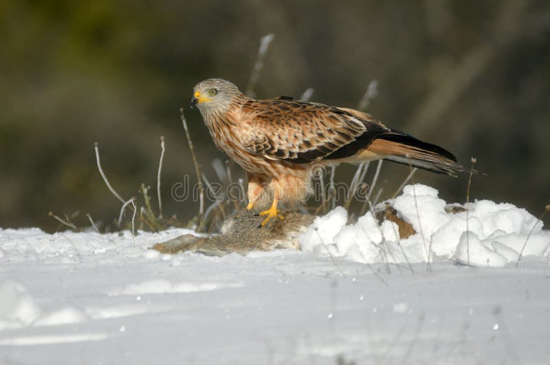 Red kite stock photo. Image of nature, eagles, eagle - 213333510